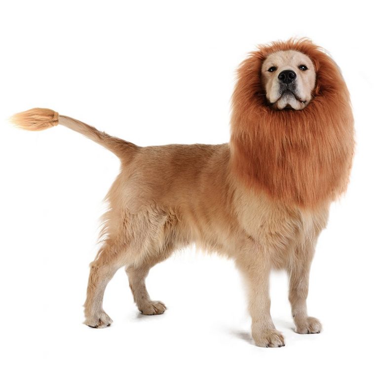 The Lions Mane For Dogs | Define Awesome